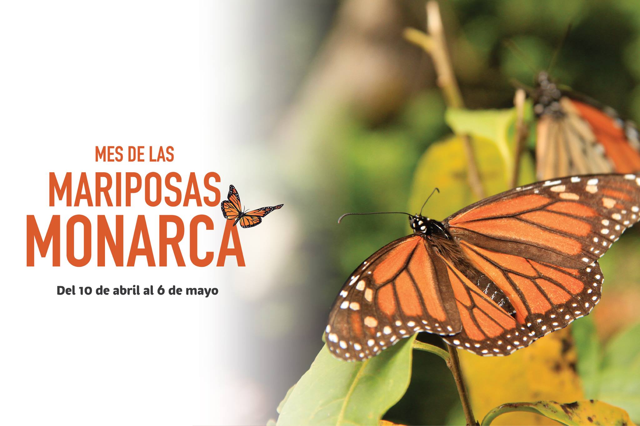 chilango - Las mariposas monarca llegan a Chapultepec (y estarán hasta ...