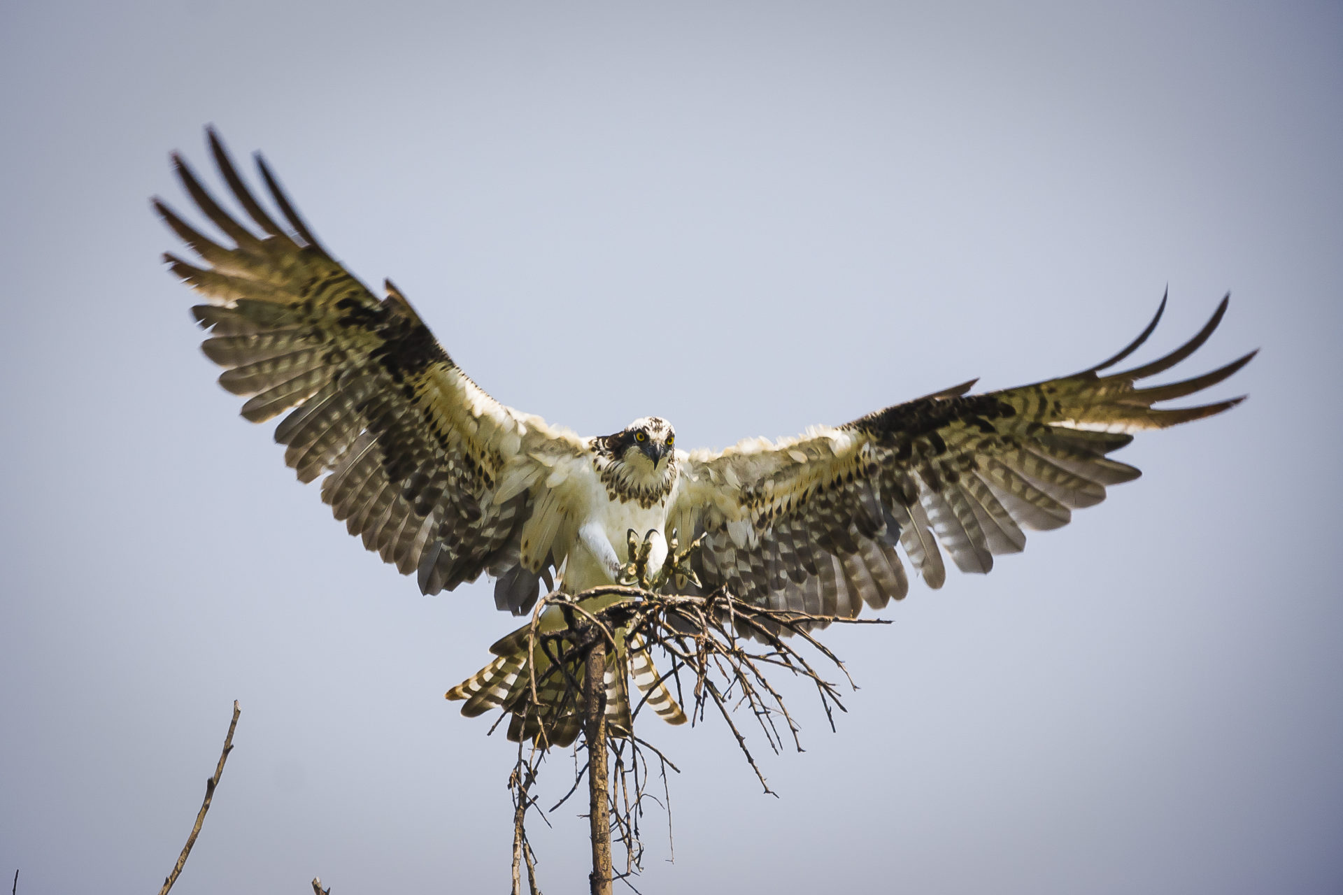 chilango - Fauna chilanga: guía de las especies endémicas de la CDMX