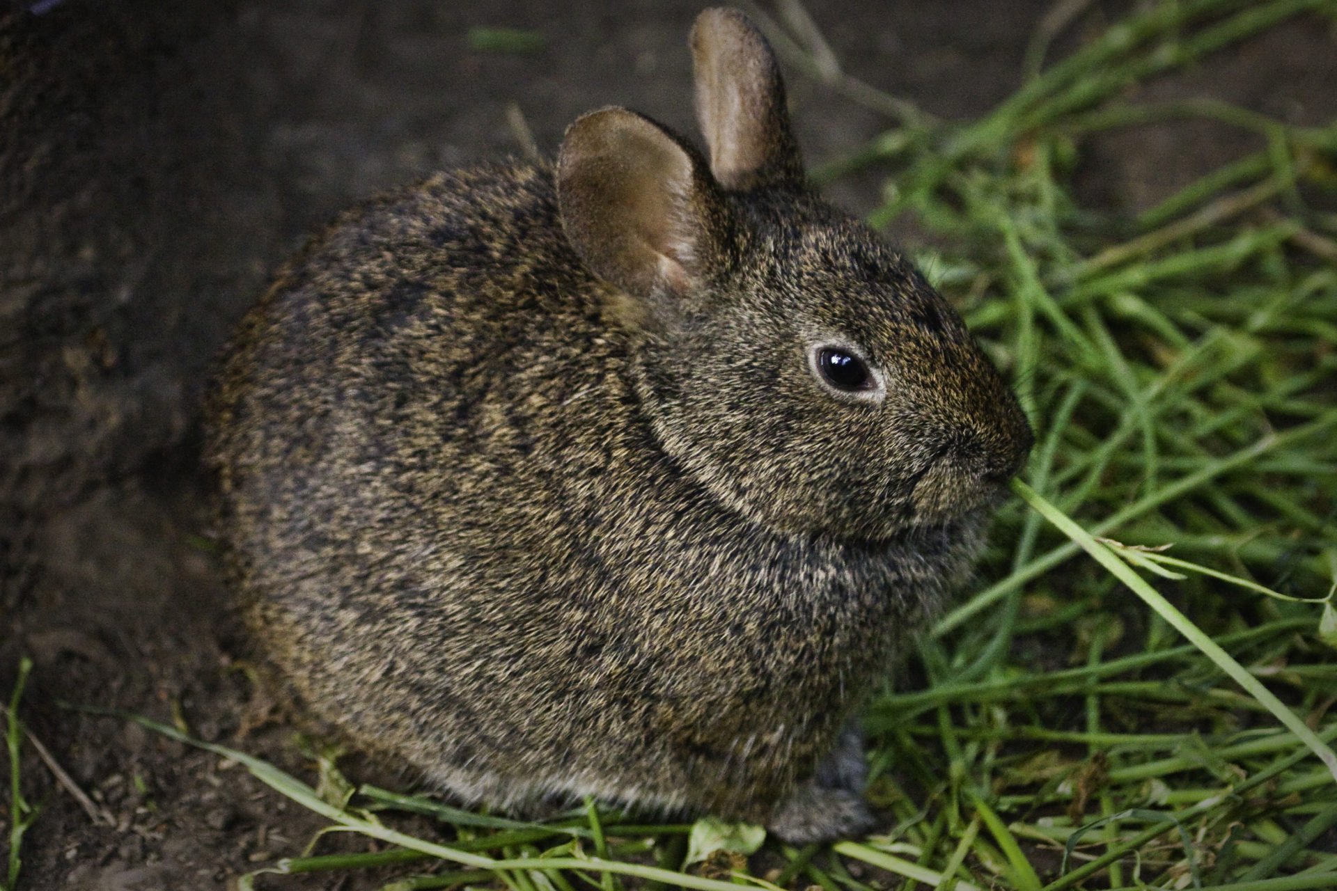 chilango - Fauna chilanga: guía de las especies endémicas de la CDMX