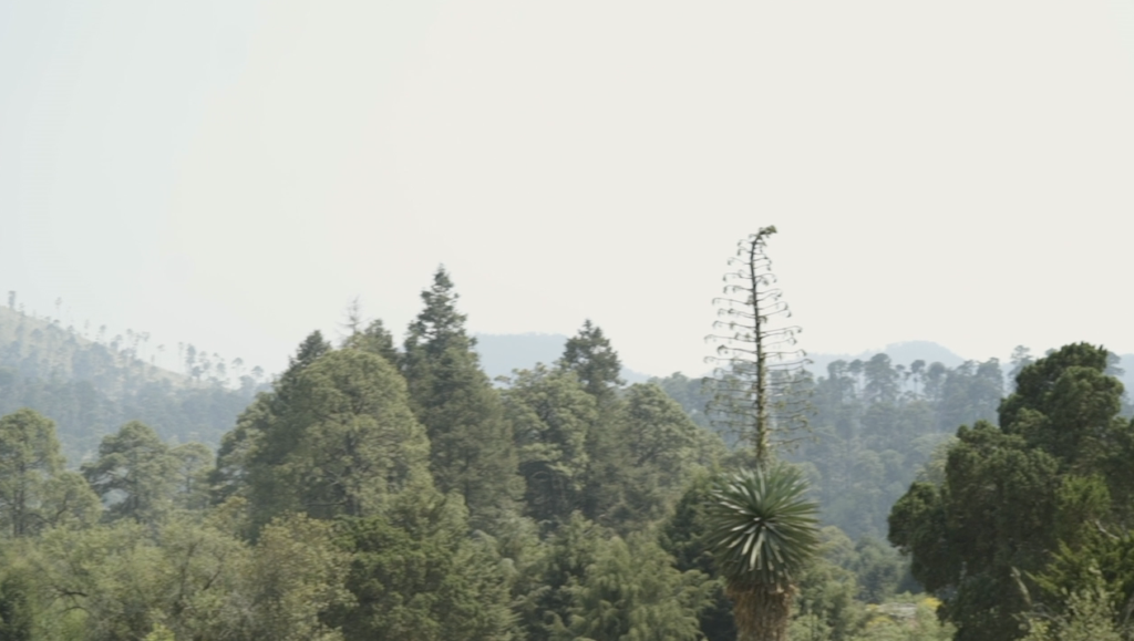 chilango - El Bosque de Agua: ¿qué es y por qué te importa?