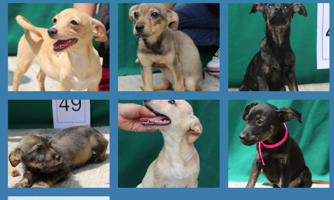 chilango - ¿Qué pasó con los 55 perritos rescatados en Lindavista?