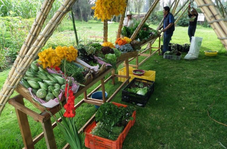 Chilango - Productos de las chinampas de Xochimilco hasta la puerta de ...