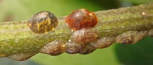 chilango - Estas son las plagas más comunes en plantas 🌱🐌