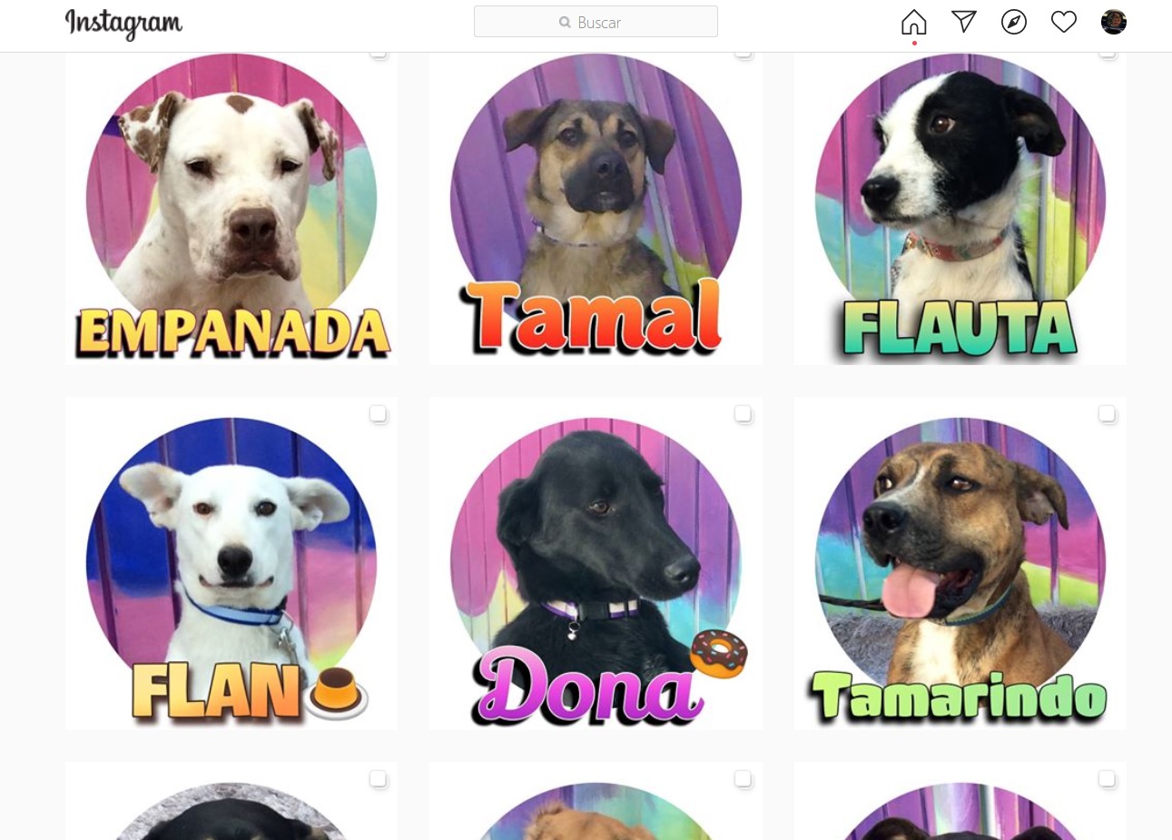 chilango - ¡Guau! Adopta un lomito en estos refugios 🐶