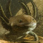 chilango - ¡Ya sabemos dónde estará el Museo Nacional del Ajolote!