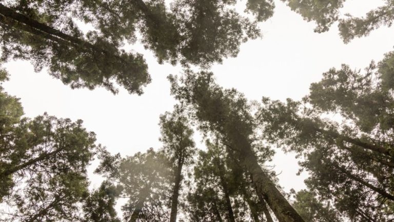 chilango - Reservas ecológicas y bosques para senderear en la CDMX ⛺🌲