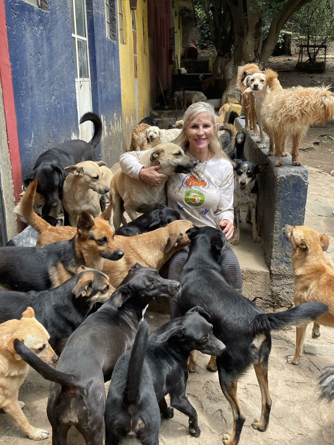 chilango - Milagros Caninos: 17 años salvando a perritos víctimas de ...