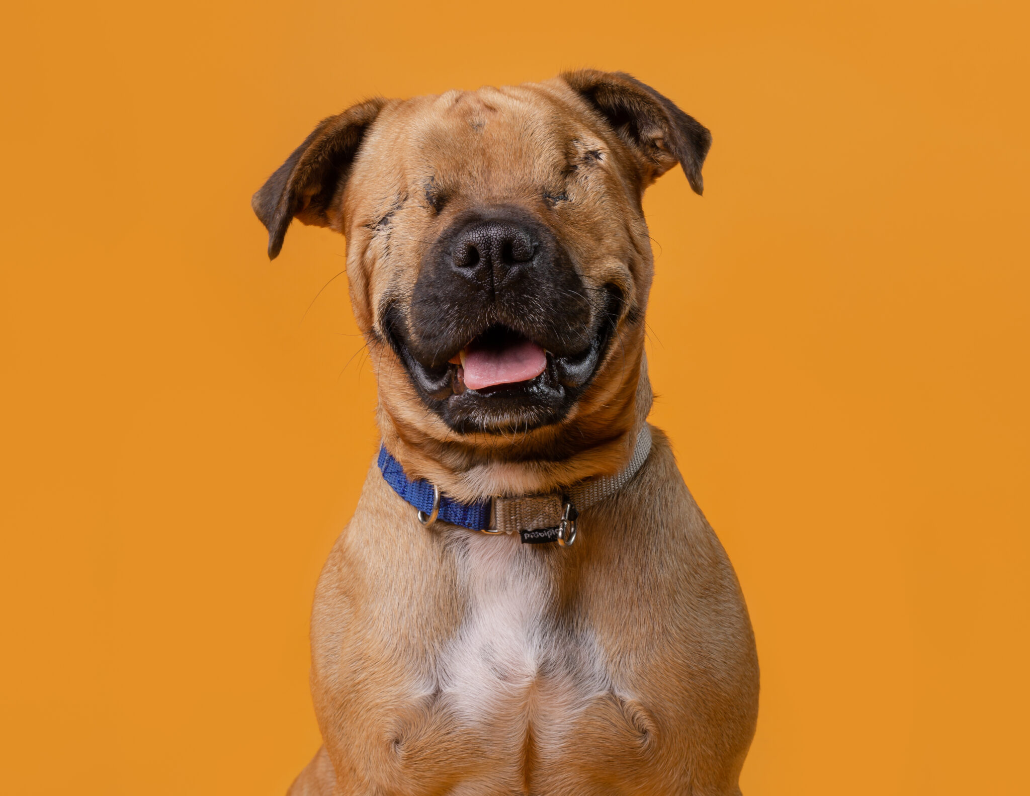 chilango - El Wey de los Perros, fotógrafo de perritos en adopción