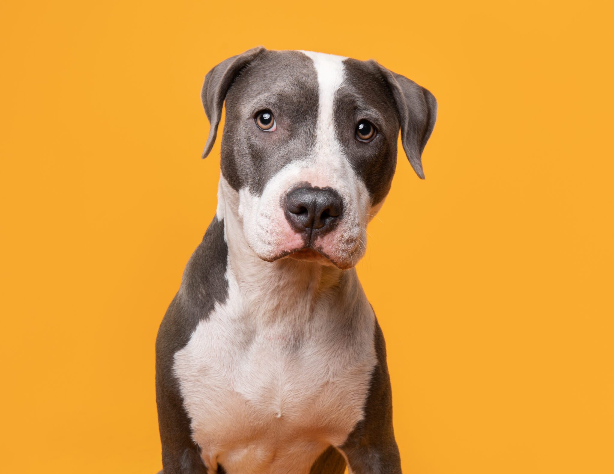 chilango - El Wey de los Perros, fotógrafo de perritos en adopción