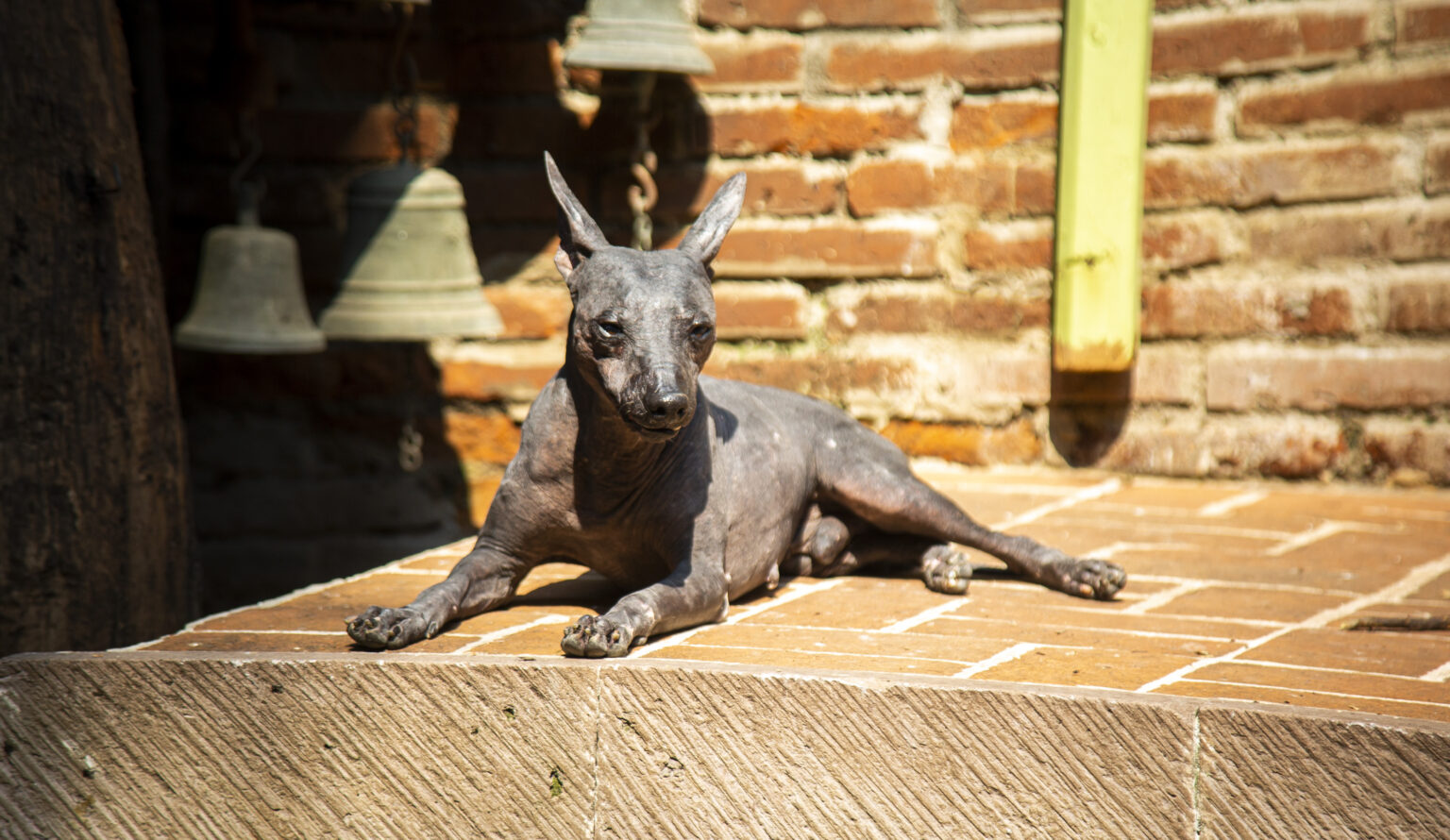 chilango - Conoce Xolos Tarango, el santuario de los Xoloitzcuintles en CDMX