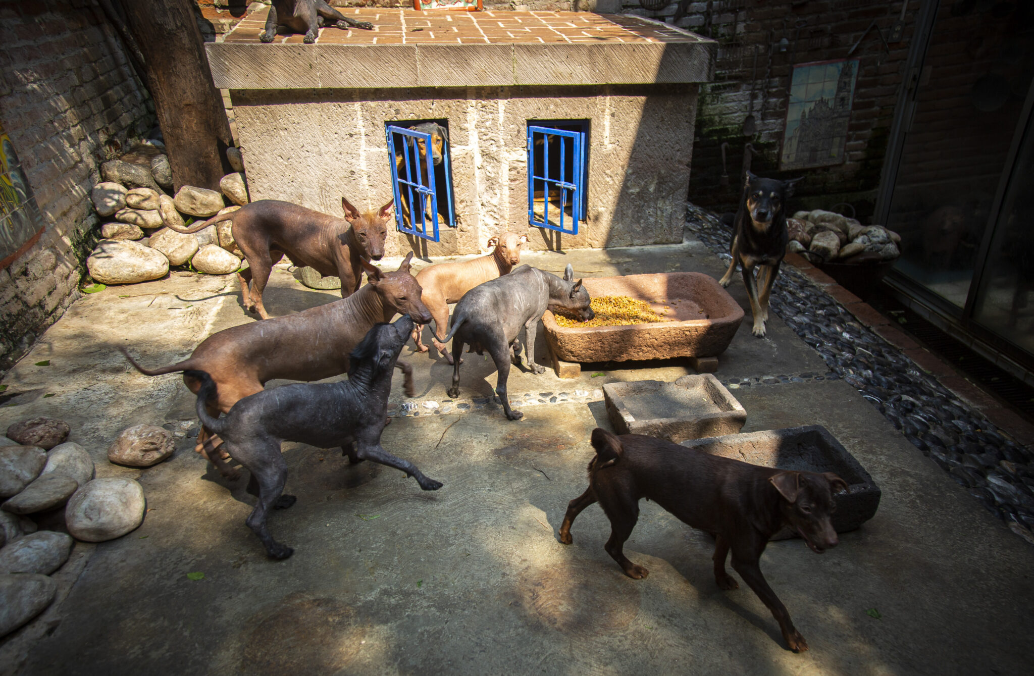 chilango - Conoce Xolos Tarango, el santuario de los Xoloitzcuintles en ...
