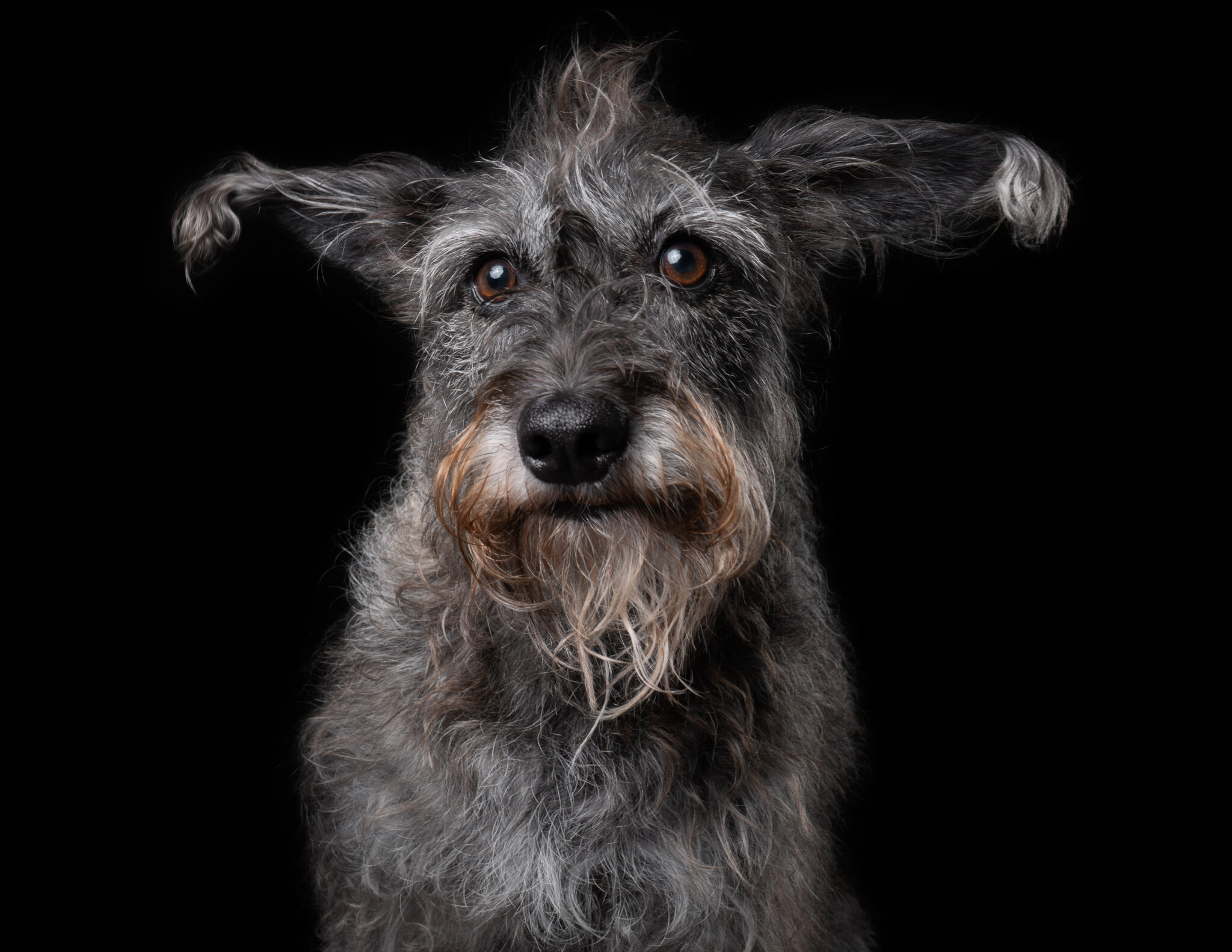 chilango - El Wey de los Perros, fotógrafo de perritos en adopción