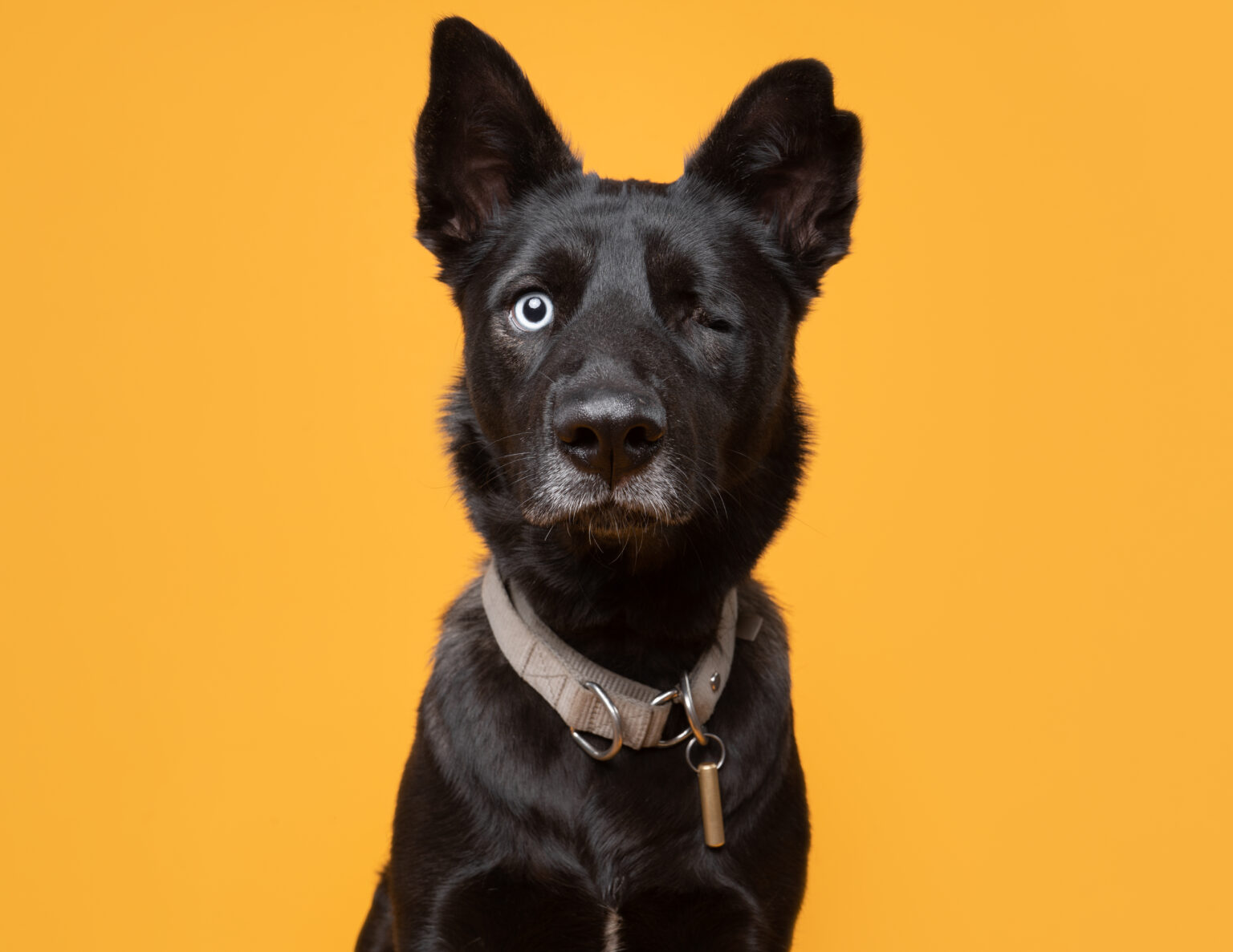 chilango - El Wey de los Perros, fotógrafo de perritos en adopción