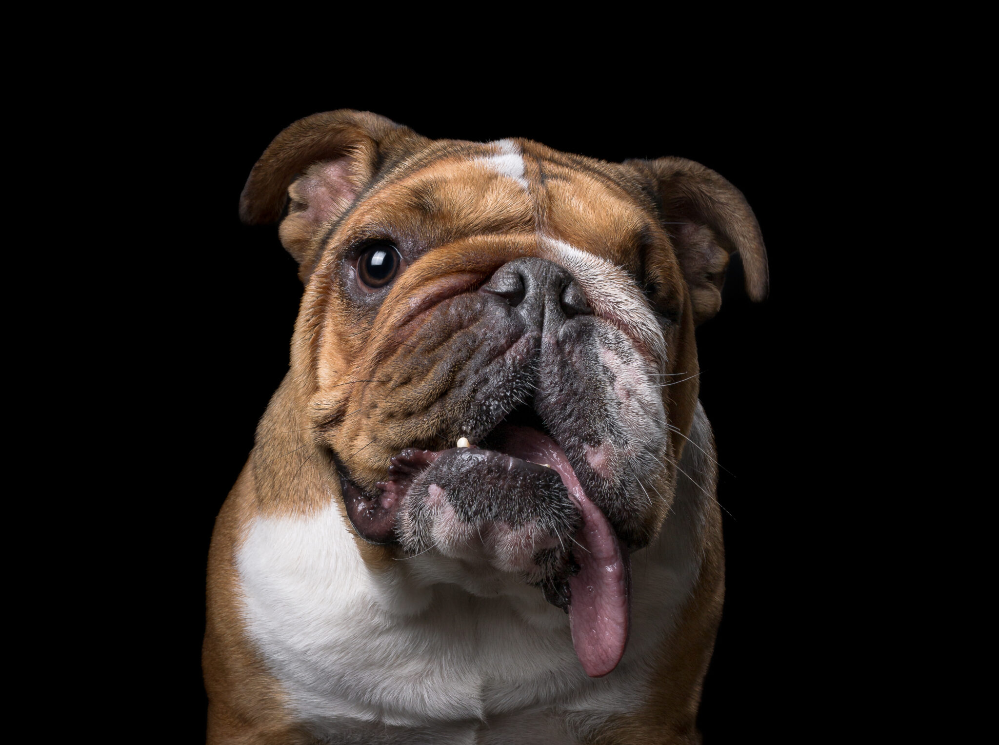 chilango - El Wey de los Perros, fotógrafo de perritos en adopción