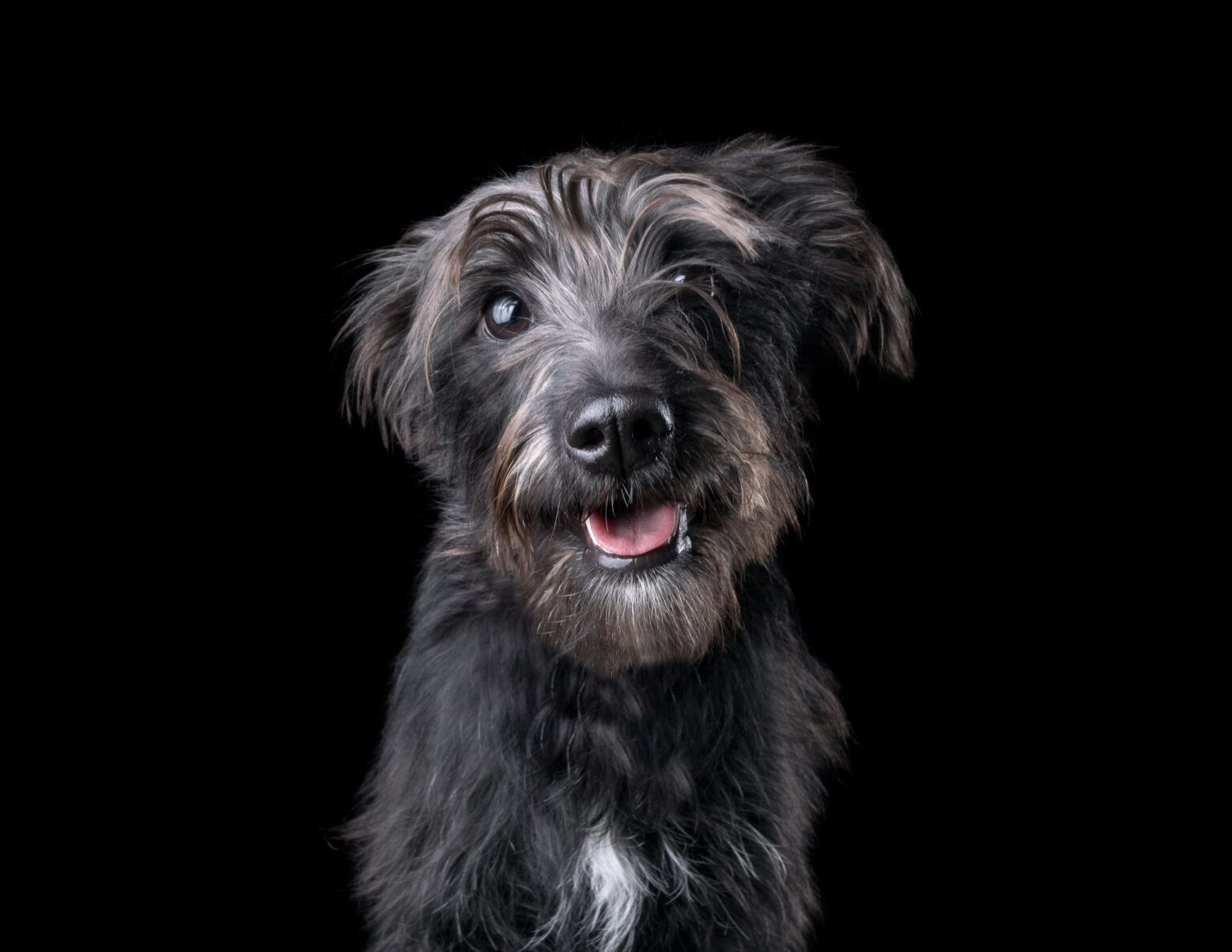chilango - El Wey de los Perros, fotógrafo de perritos en adopción