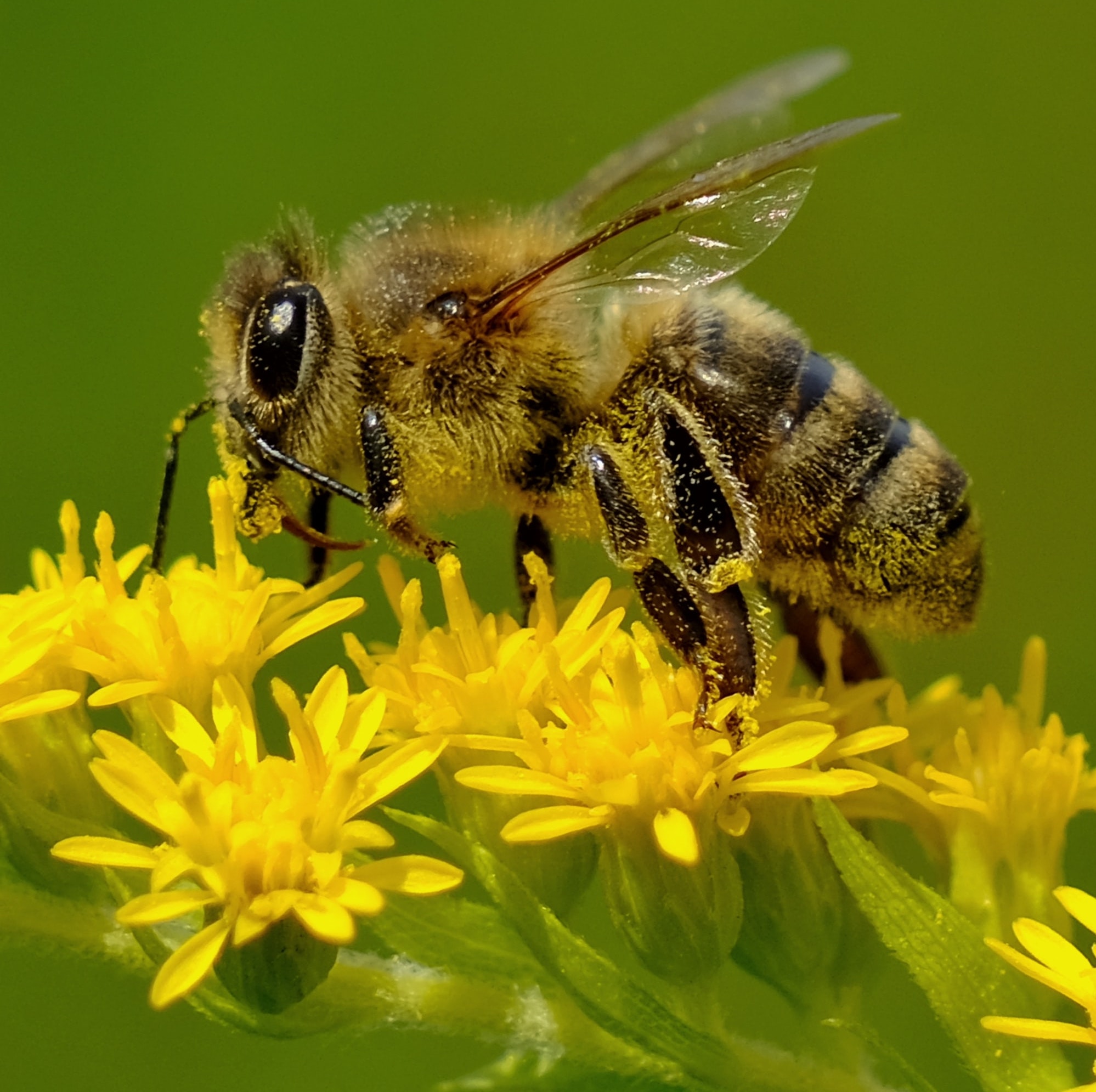 chilango - Bienvenidos bichitos, ya hay hoteles de insectos ...