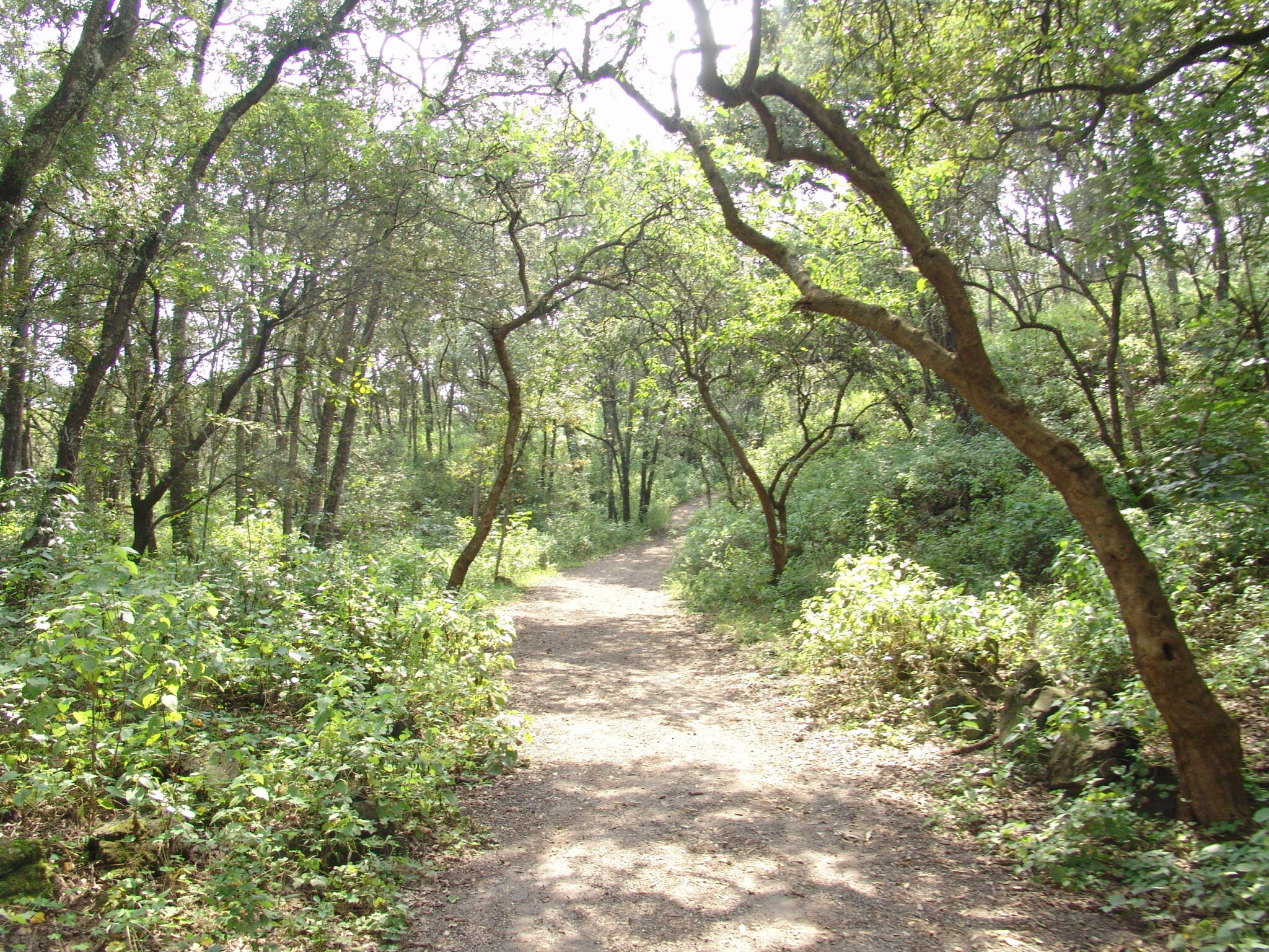 chilango - Cáele al recorrido guiado en el Bosque de Tlalpan, es gratis