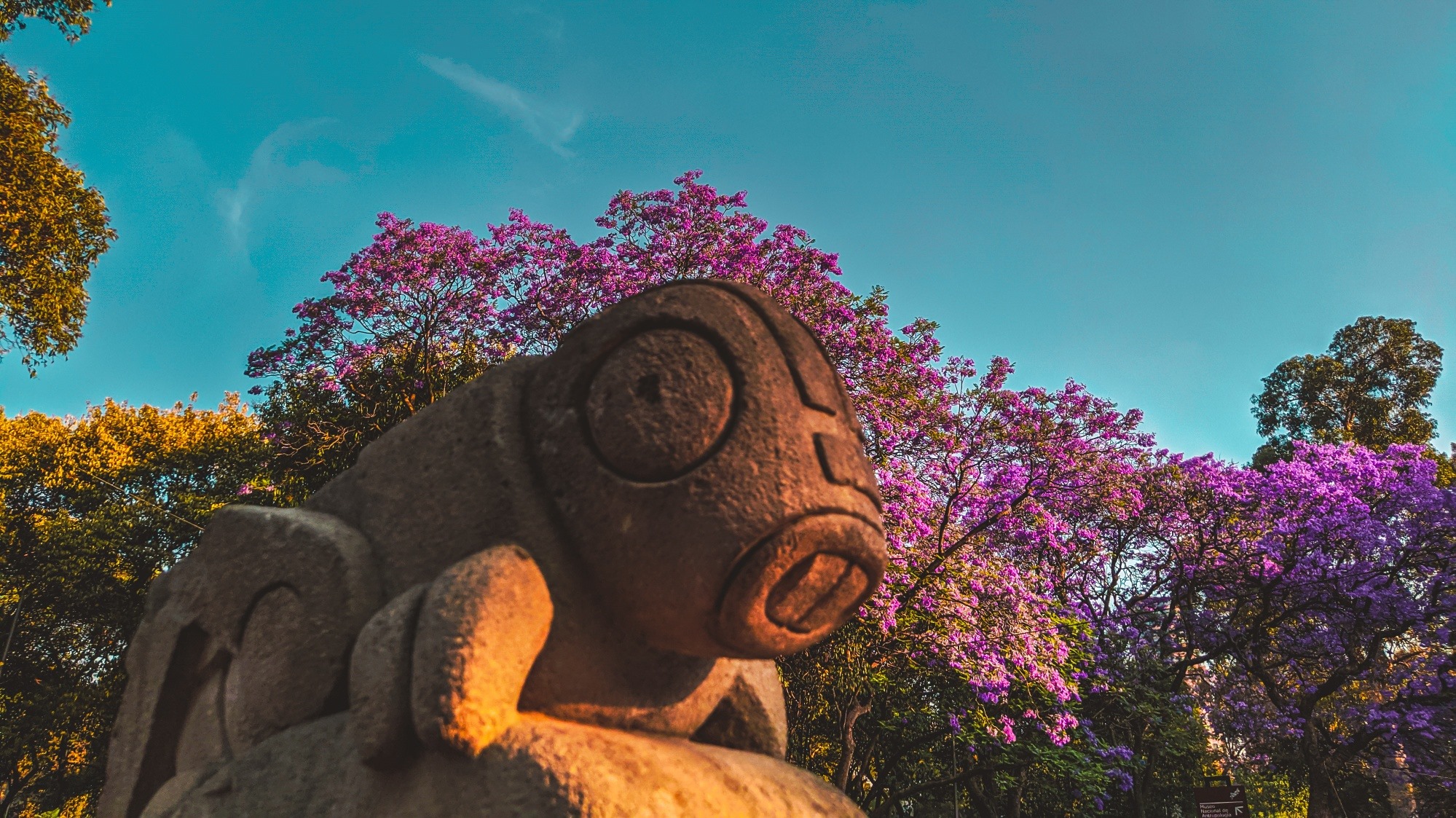 chilango - Jacarandas en CDMX: Lugares para tomar las mejores fotos