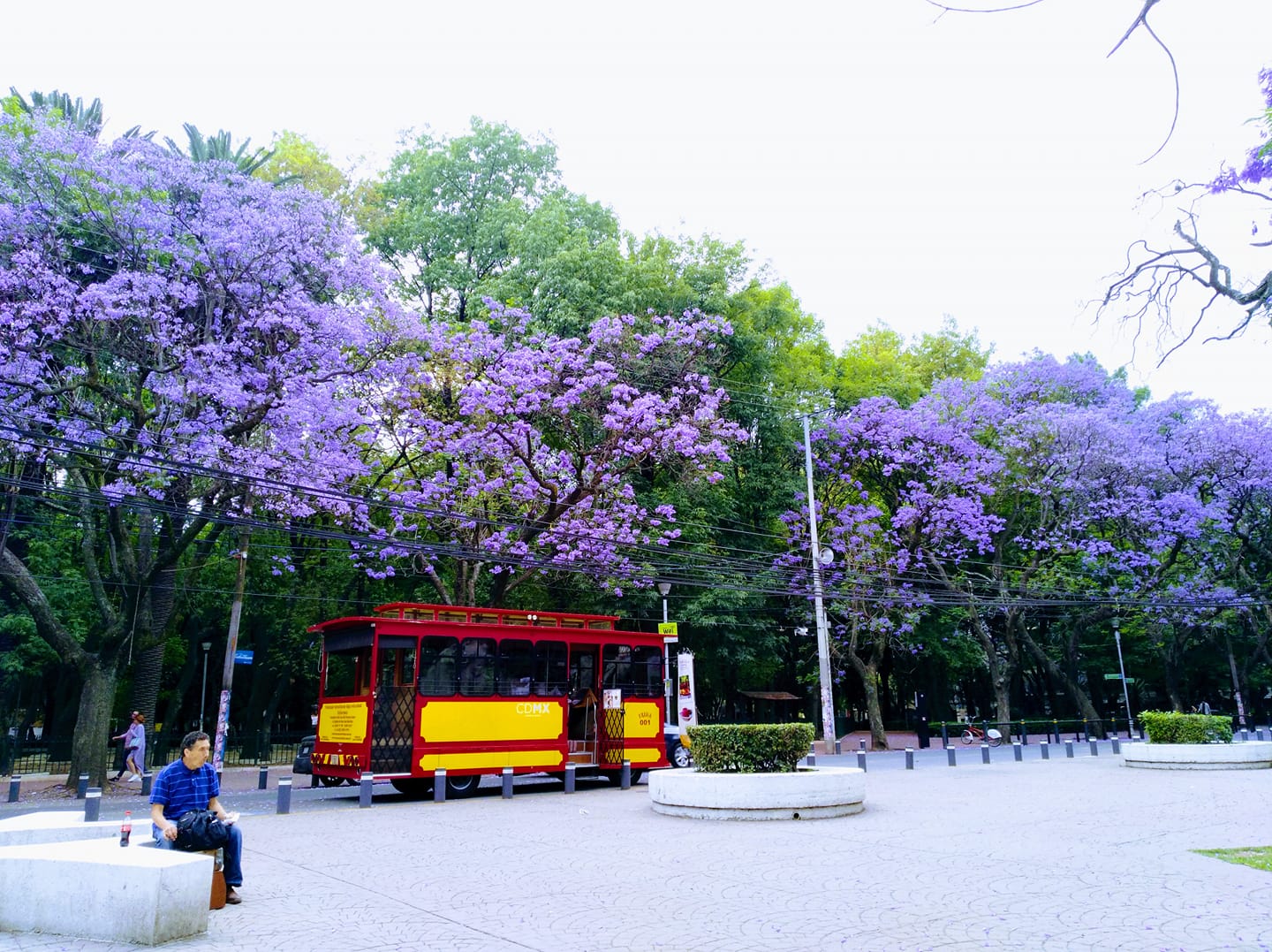 chilango - Jacarandas en CDMX: Lugares para tomar las mejores fotos