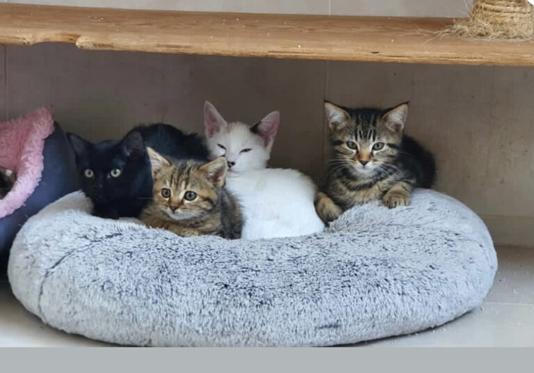 chilango - 7 refugios gatunos de la CDMX a los que puedes ayudar