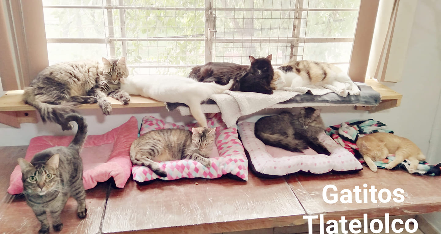 chilango - 7 refugios gatunos de la CDMX a los que puedes ayudar