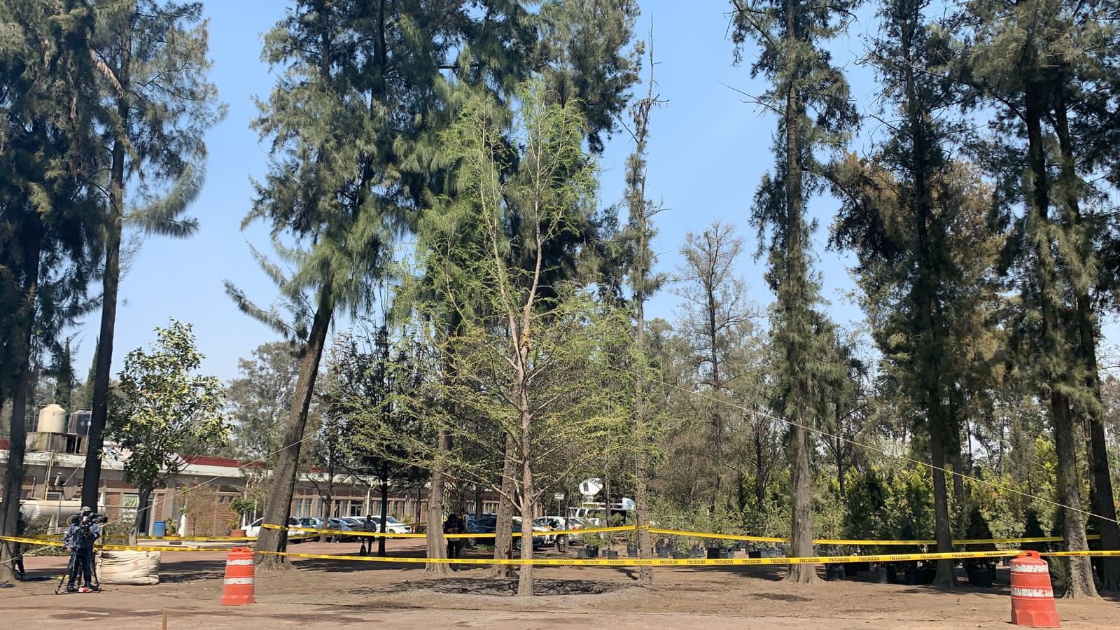 Chilango - Ahuehuete de Reforma será sustituido por su hermano