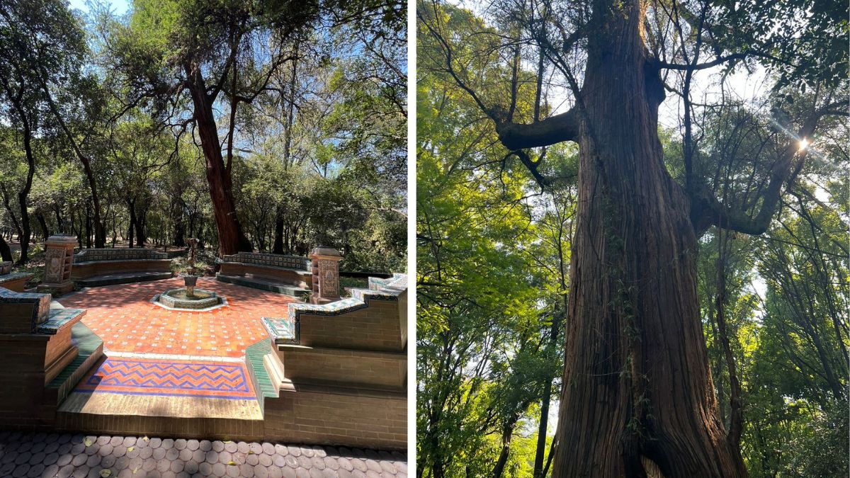 Chilango - Bosque de Chapultepec: Dónde está el ahuehuete femenino