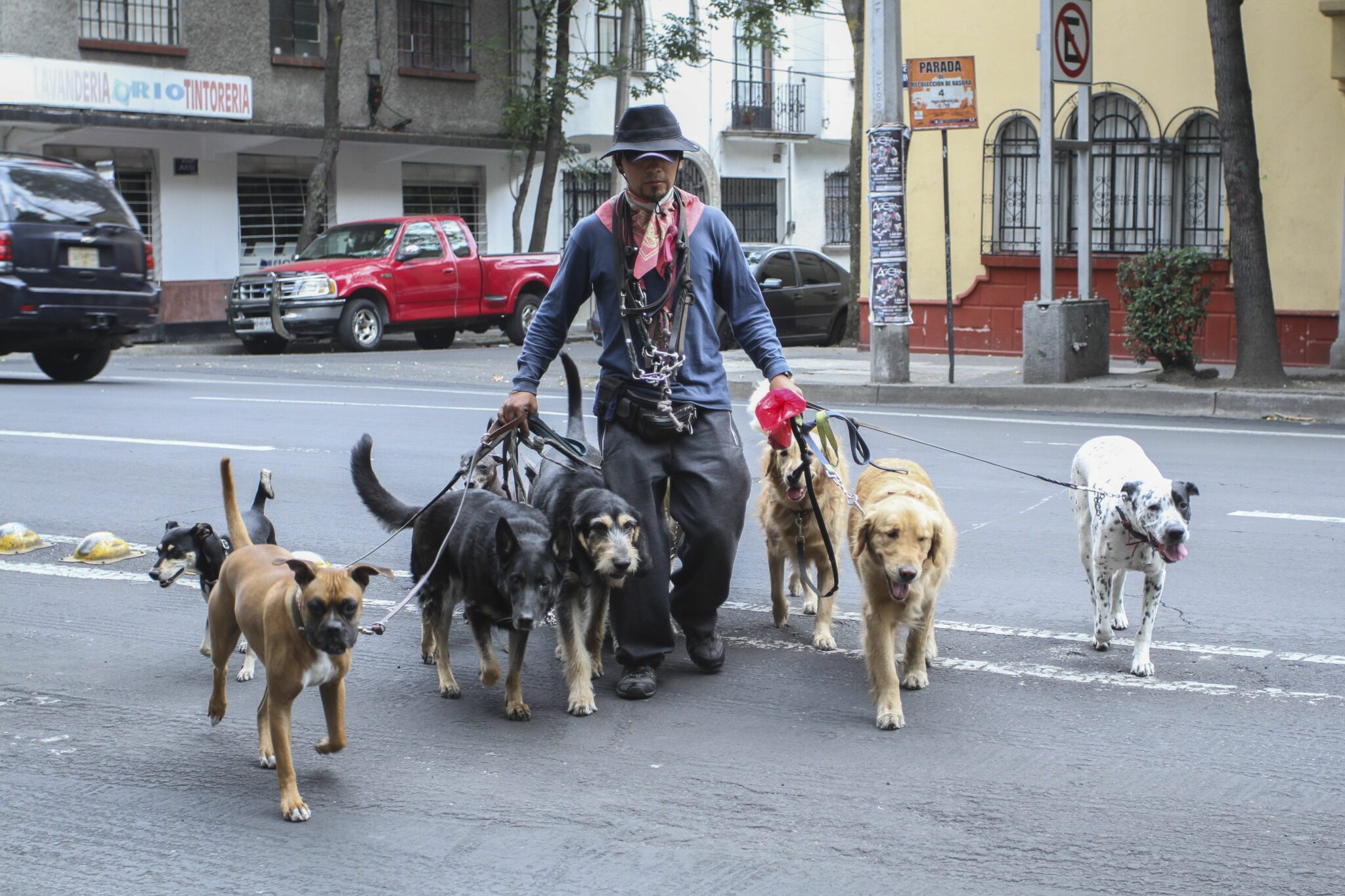 Chilango - Paseador de perros: cuánto gana en la Ciudad de México