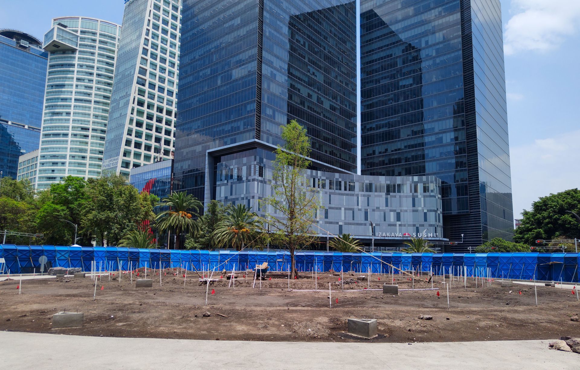 Chilango - Ahuehuete de Reforma recibe 'cuidados intensivos' tras ...