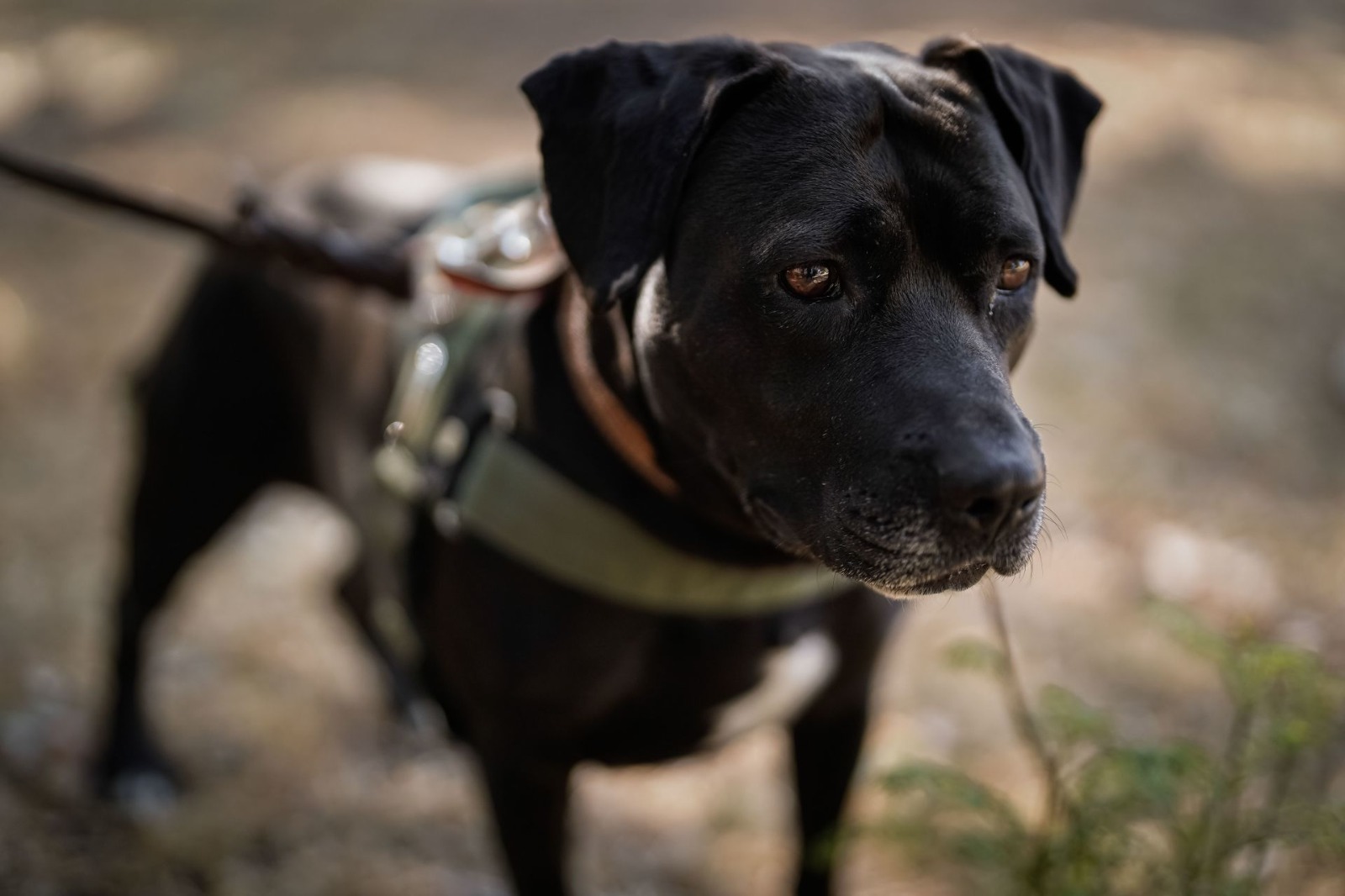 Chilango - Trabajo comunitario en CDMX: pasea perritos para pagar tus ...