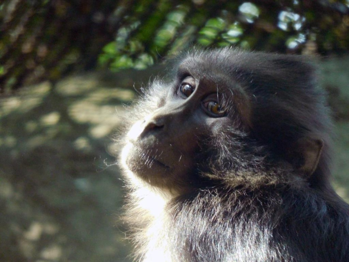 Chilango - Zoológico de Chapultepc recibe pareja de macacos de Tonkeana