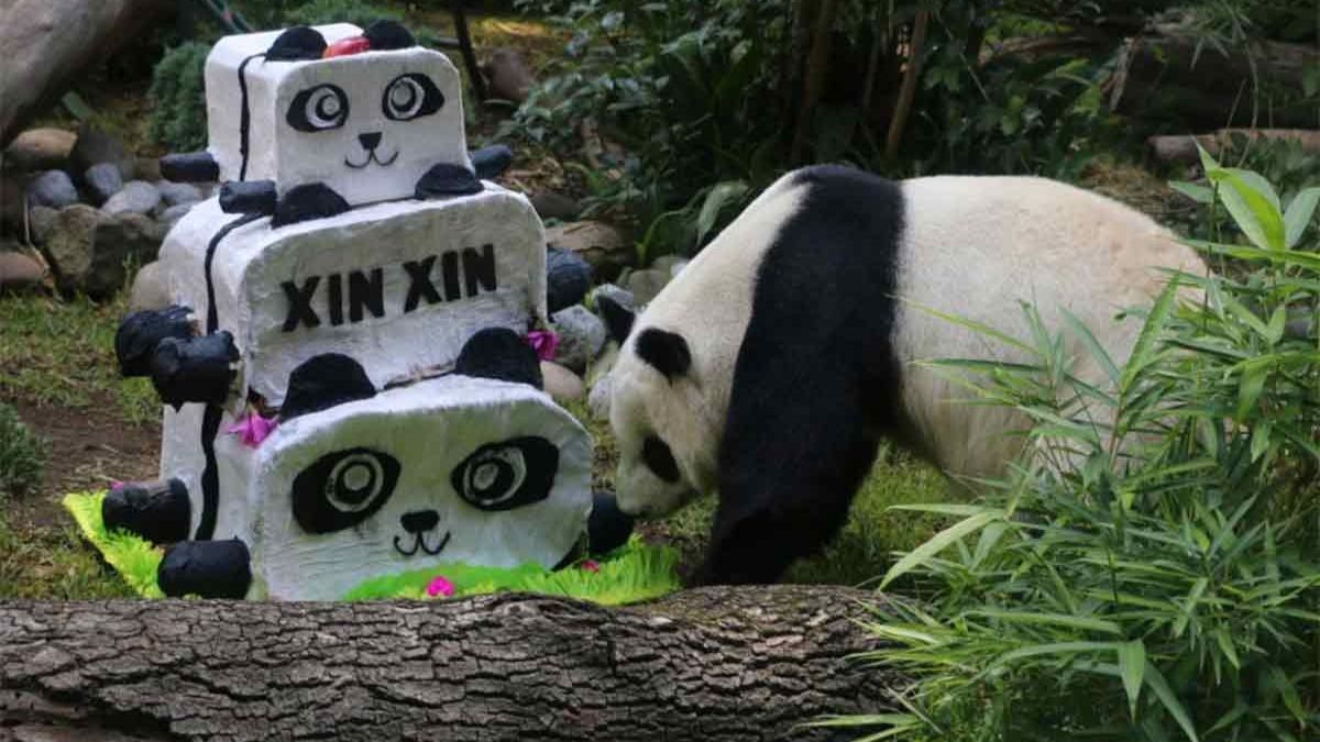 chilango - Con 33 años, Xin Xin es la última osa panda de México