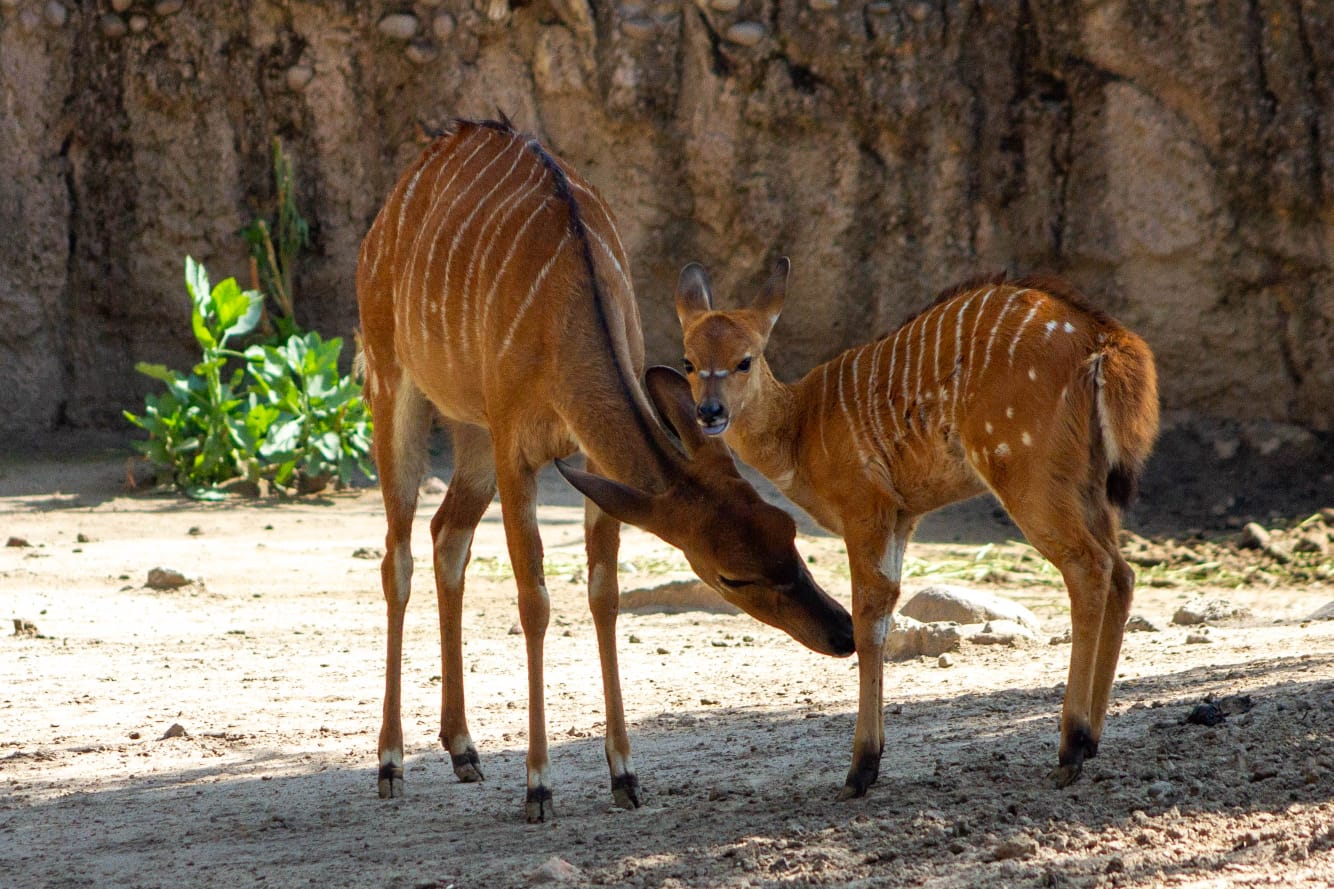 Chilango - Historia del Zoológico de Chapultepec: antecedentes ...