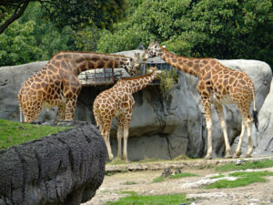 Chilango - Desfile del Zoológico de Chapultepec: así será la celebración de100 años