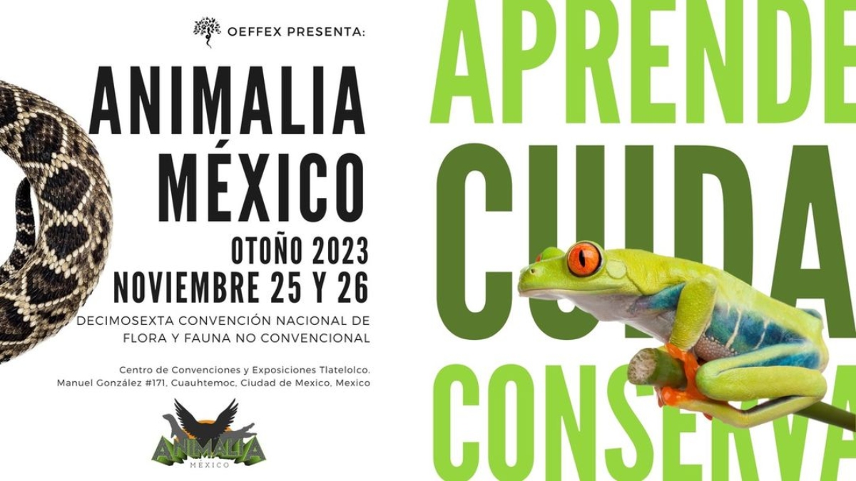 Chilango - Animalia en la CDMX