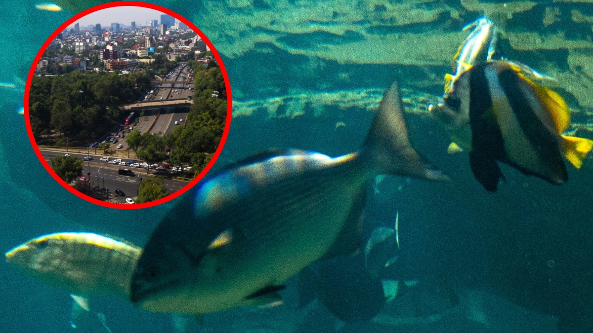 Chilango - Parque Tepeyac: Cómo llegar a la plaza con el acuario más ...