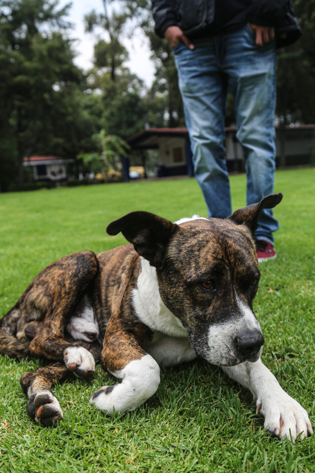 Chilango - Ciudad de los Perros: así viven los lomitos rescatados en CDMX