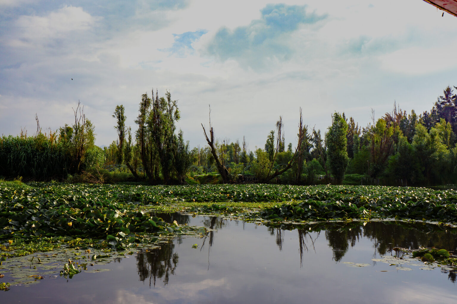 Revive la leyenda de La llorona de noche en Xochimilco, aquí detalles ...