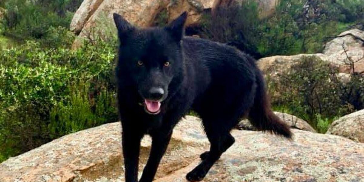 Razas De Perros Lobo Negros Tipos De Husky Que Existen】•Waggy´s
