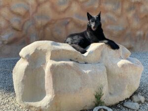 chilango - Conoce al Calupoh, el perro lobo mexicano con orígenes ...