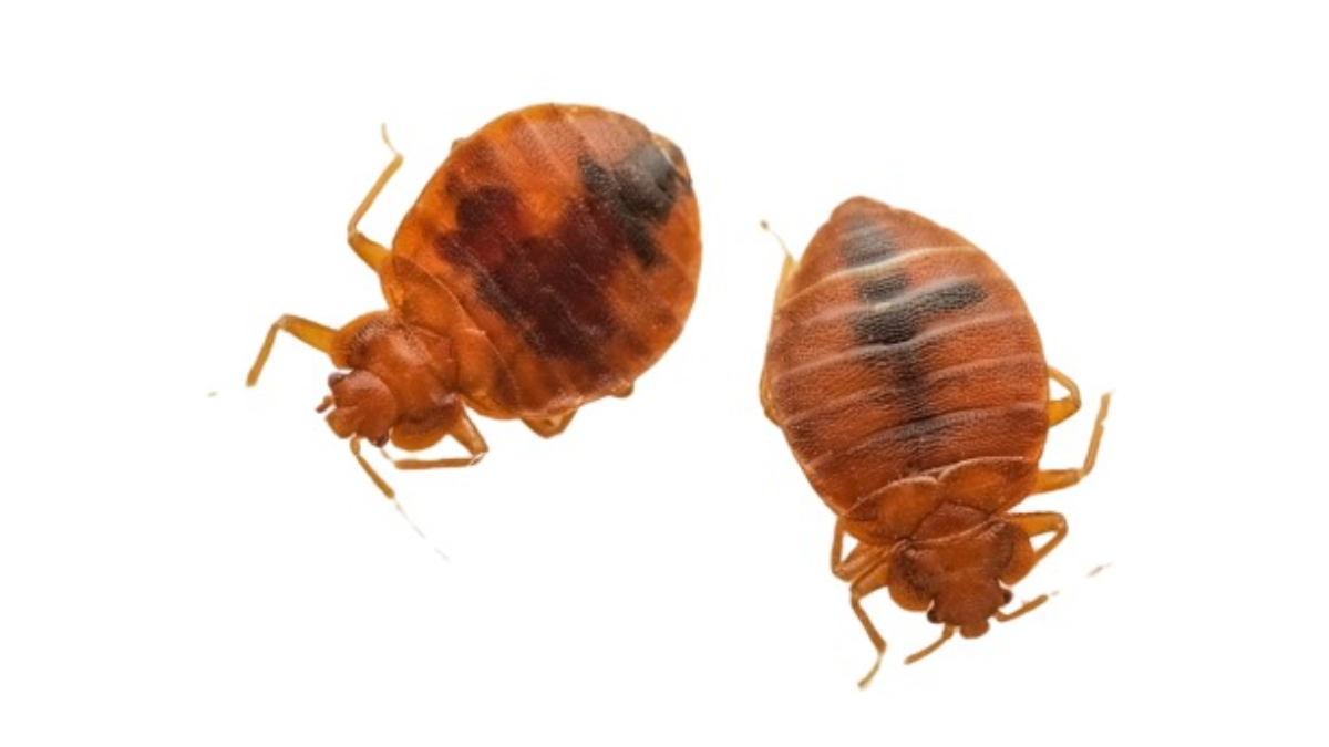 Chilango - Qué son las chinches y cómo eliminarlas: Conoce todo de ...