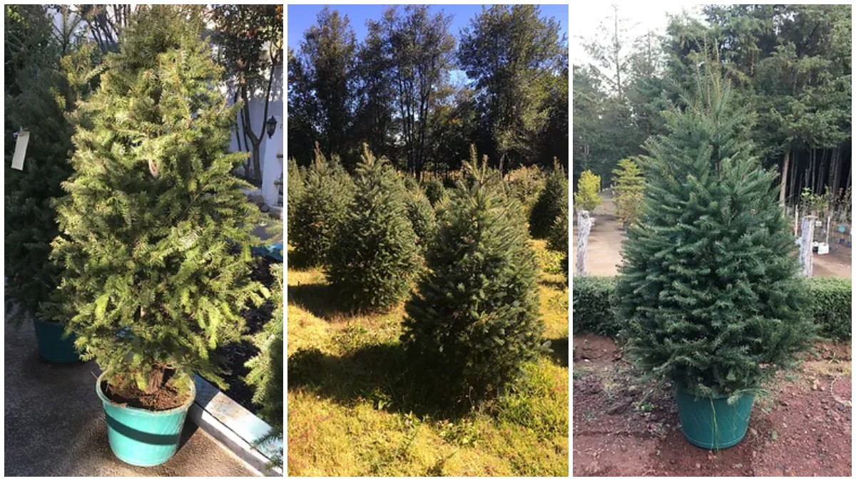 Chilango - Renta de árboles de Navidad vivos: una opción ecológica
