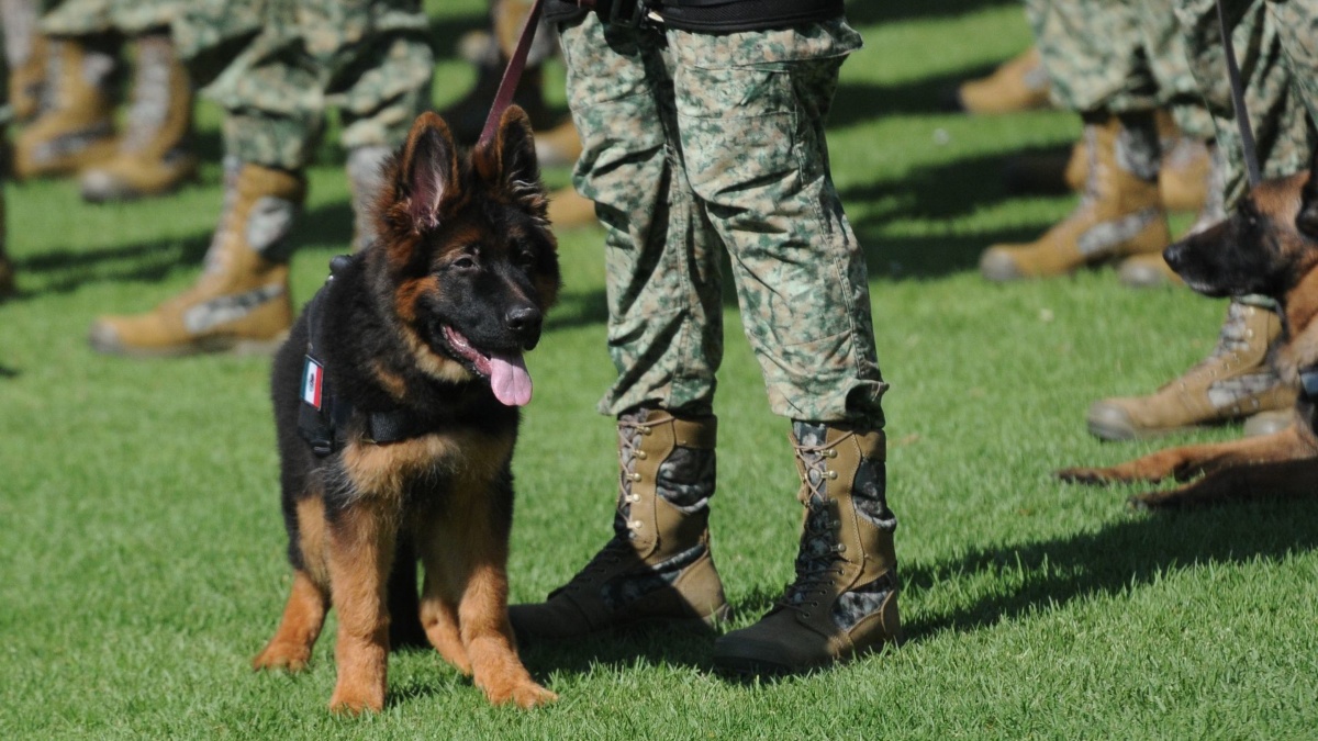 Chilango - Arkadas, perro donado por Turquía, cumple 1 año e invita a ...