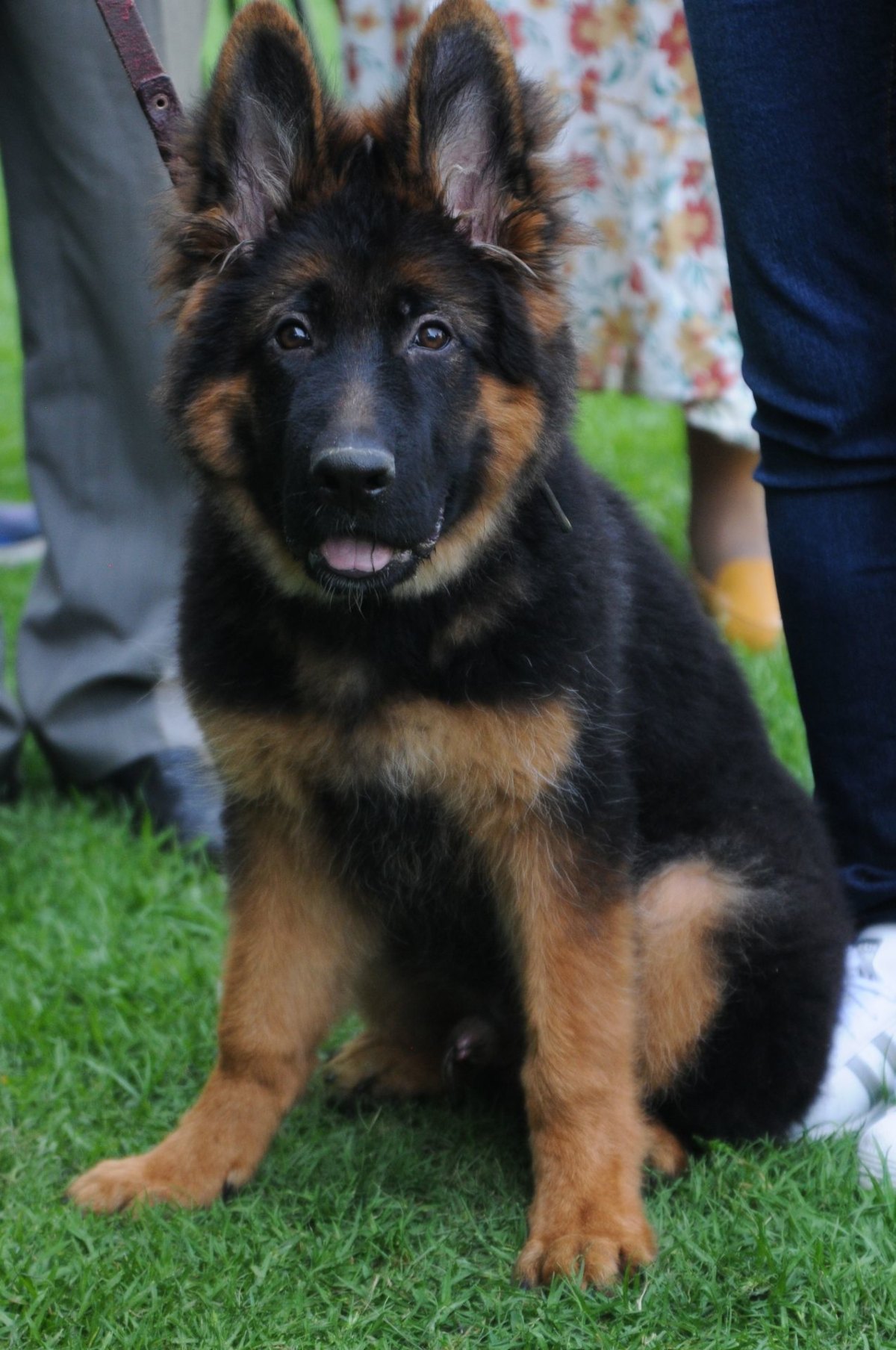 Chilango - Arkadas, perro donado por Turquía, cumple 1 año e invita a ...