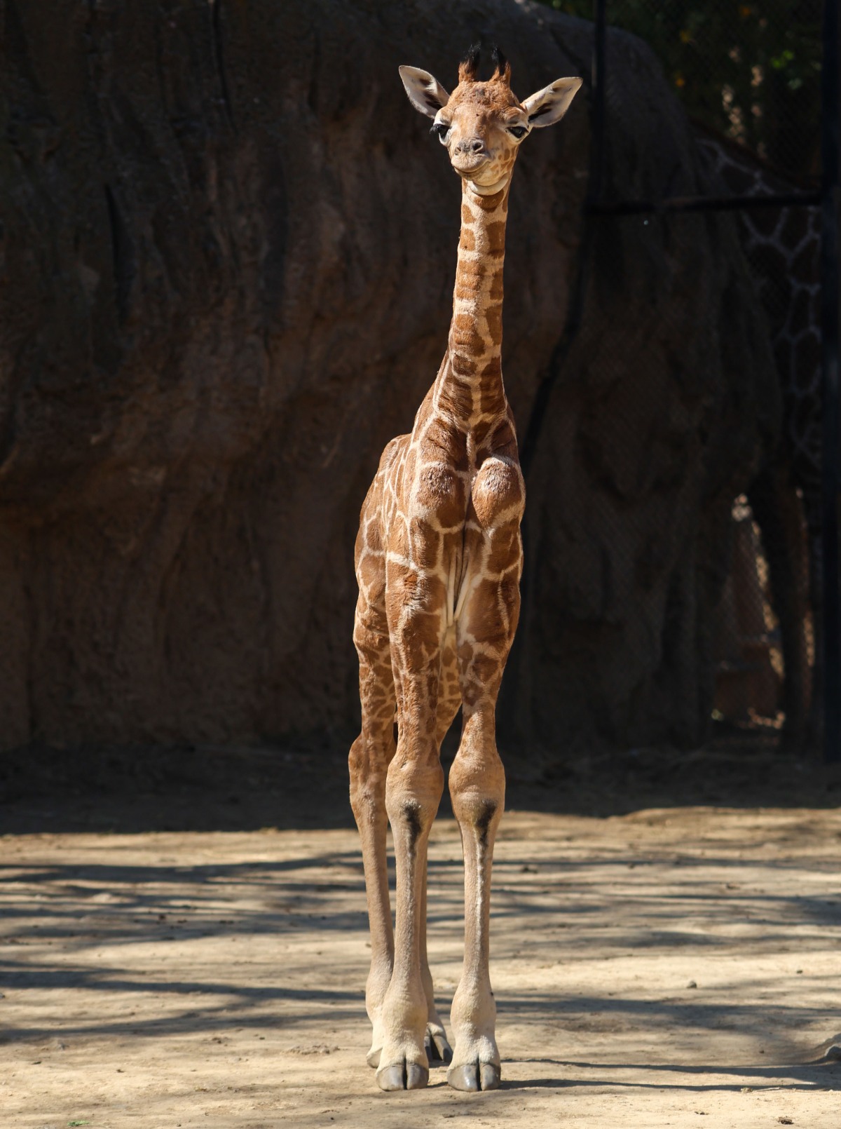 Chilango - Jirafa de Chapultepec ya tiene nombre: ¿cuál es y significado?