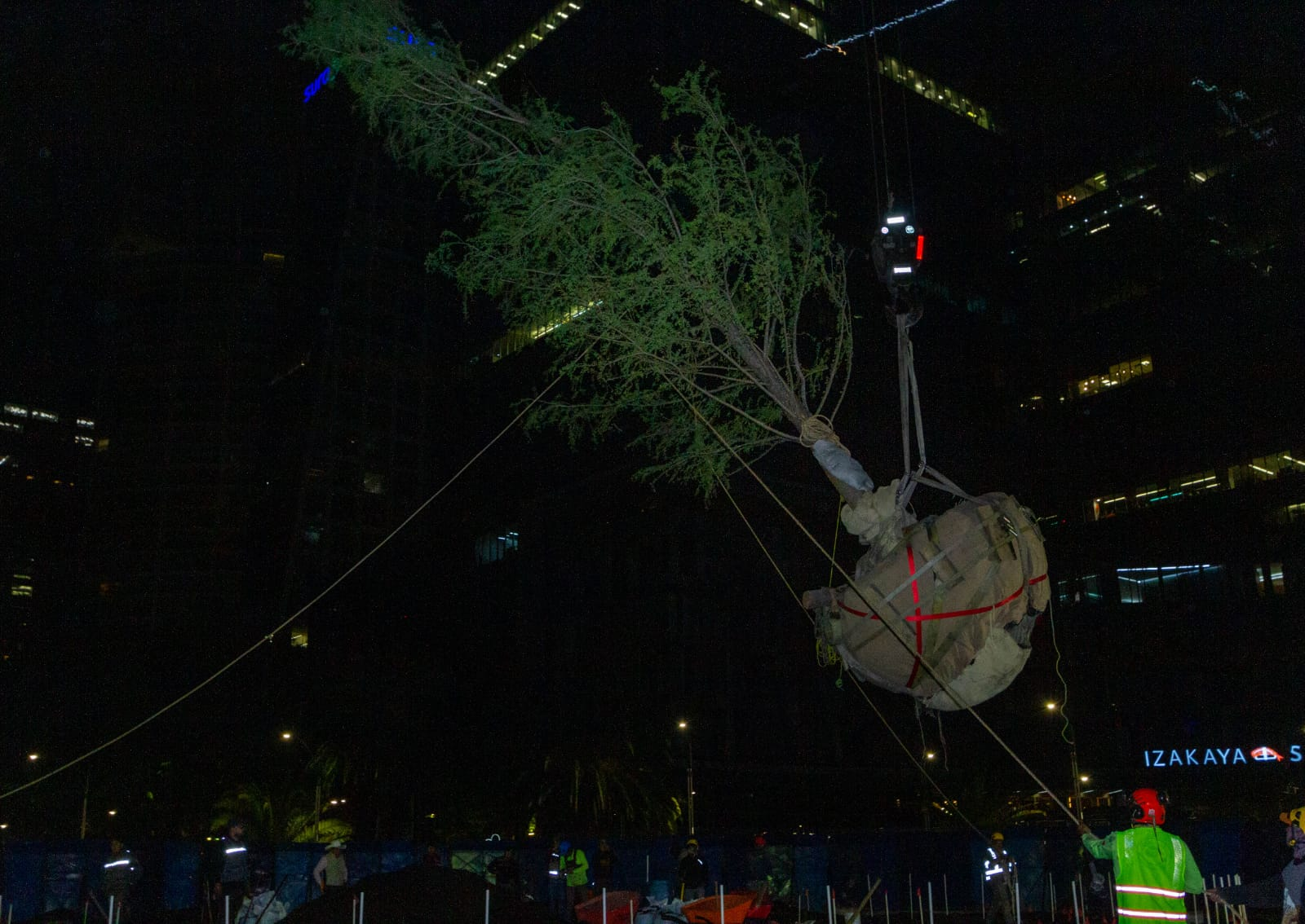 Chilango - Ahuehuete de Reforma reverdece; así se ve el árbol |FOTO