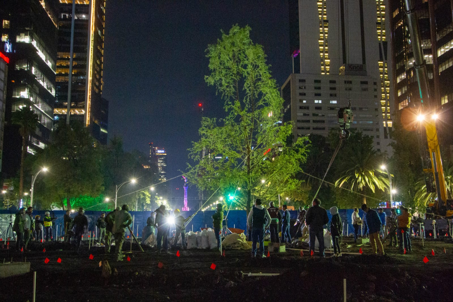 Chilango - Ahuehuete de Reforma reverdece; así se ve el árbol |FOTO