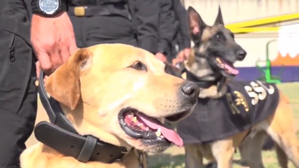 Chilango - Conoce a Adis, el perro policía de la SSC que se jubiló