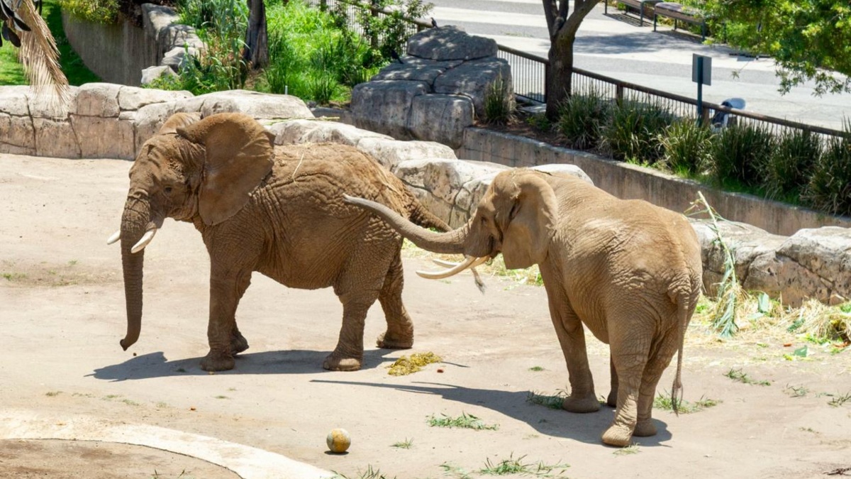 Chilango - Elefanta Ely convive con Gipsy en el zoológico de Aragón