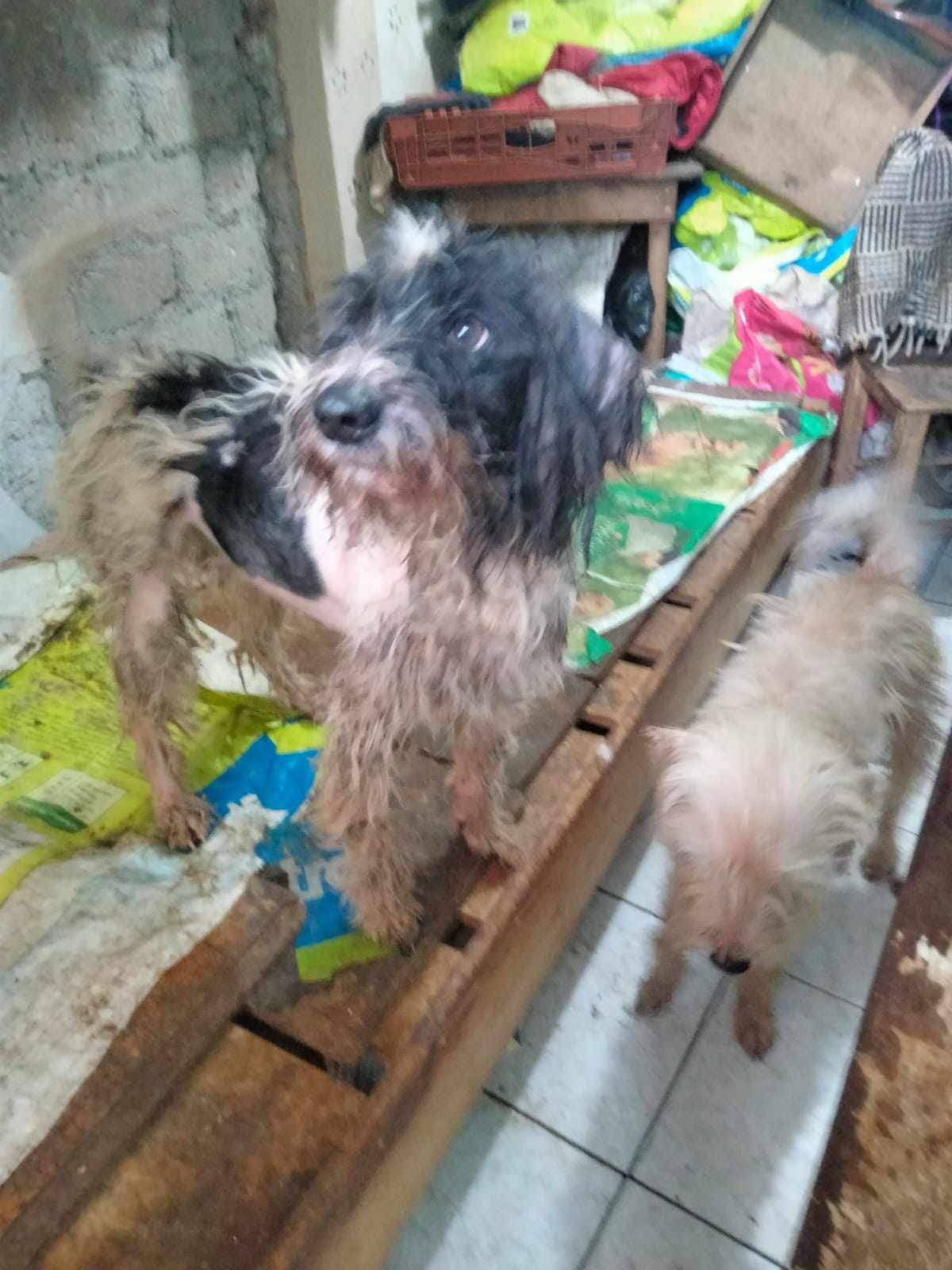 Chilango - ¡Adopta perros, no compres! Checa esta plataforma de perritos